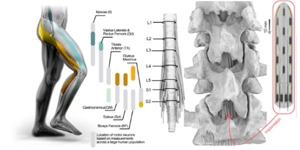 NEMO – Auto-adaptive NEuroMOrphic Brain-Machine Interface: toward fully ...